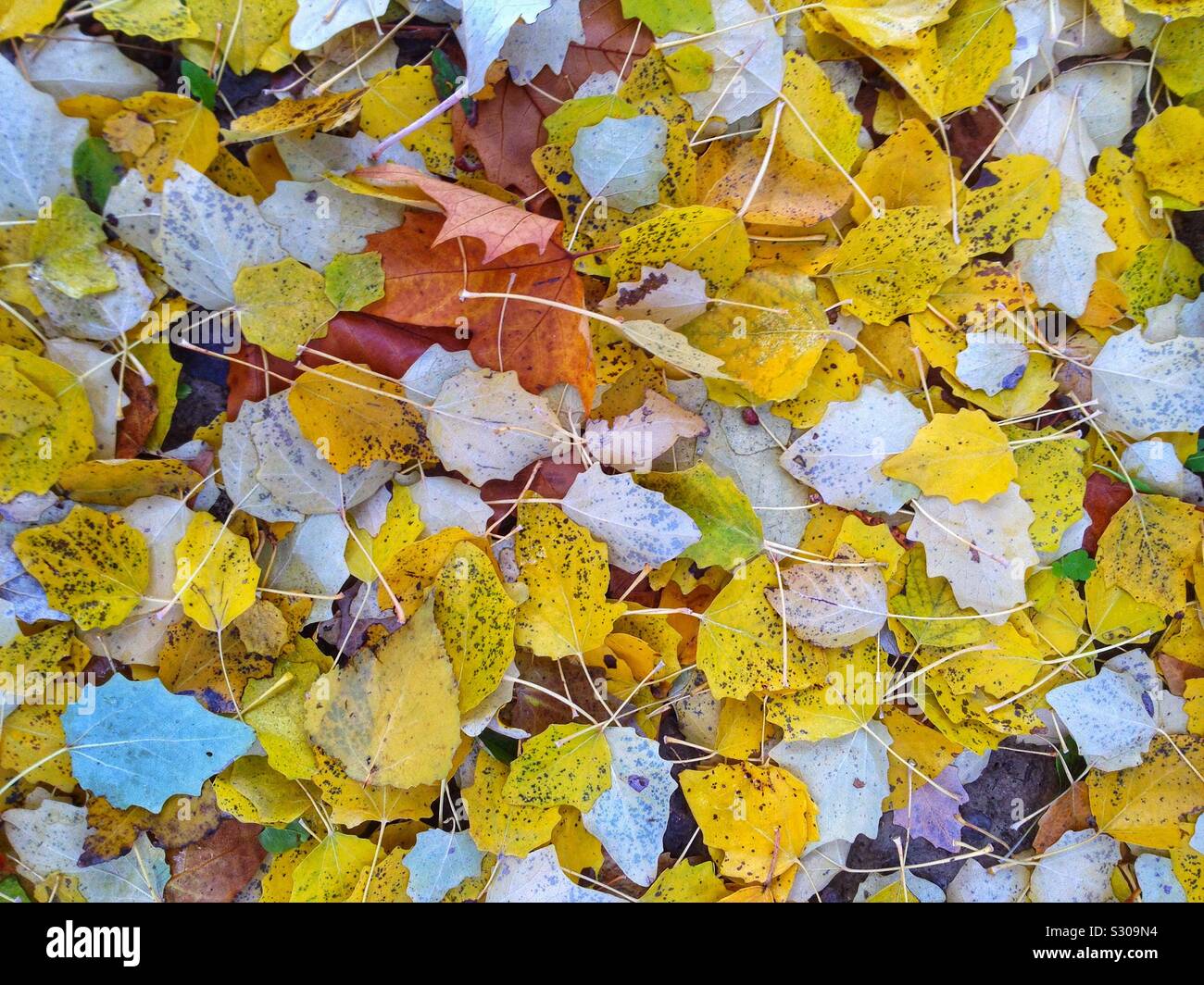 Leaves of floor hi-res stock photography and images - Alamy