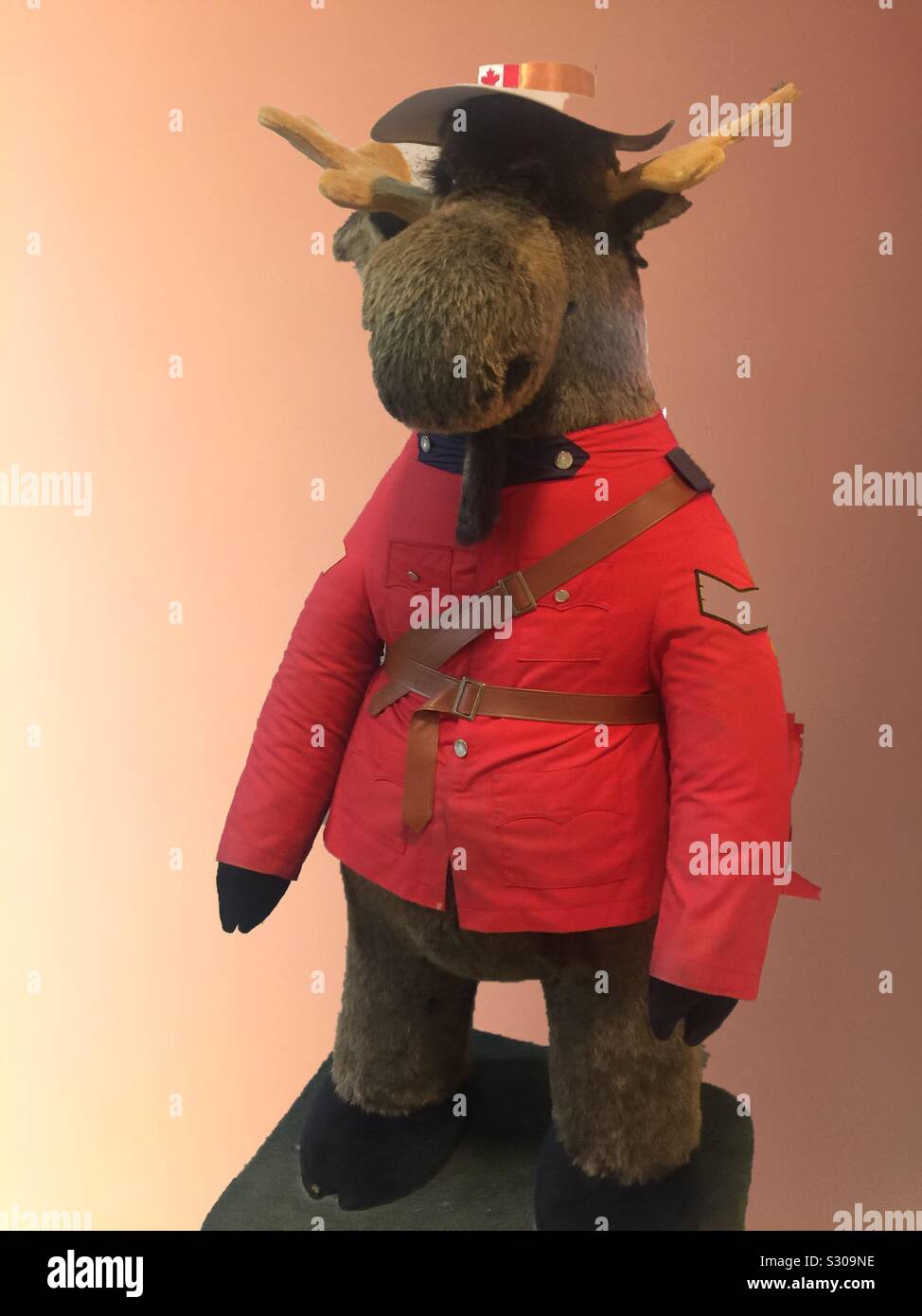 Mountie moose hi-res stock photography and images - Alamy