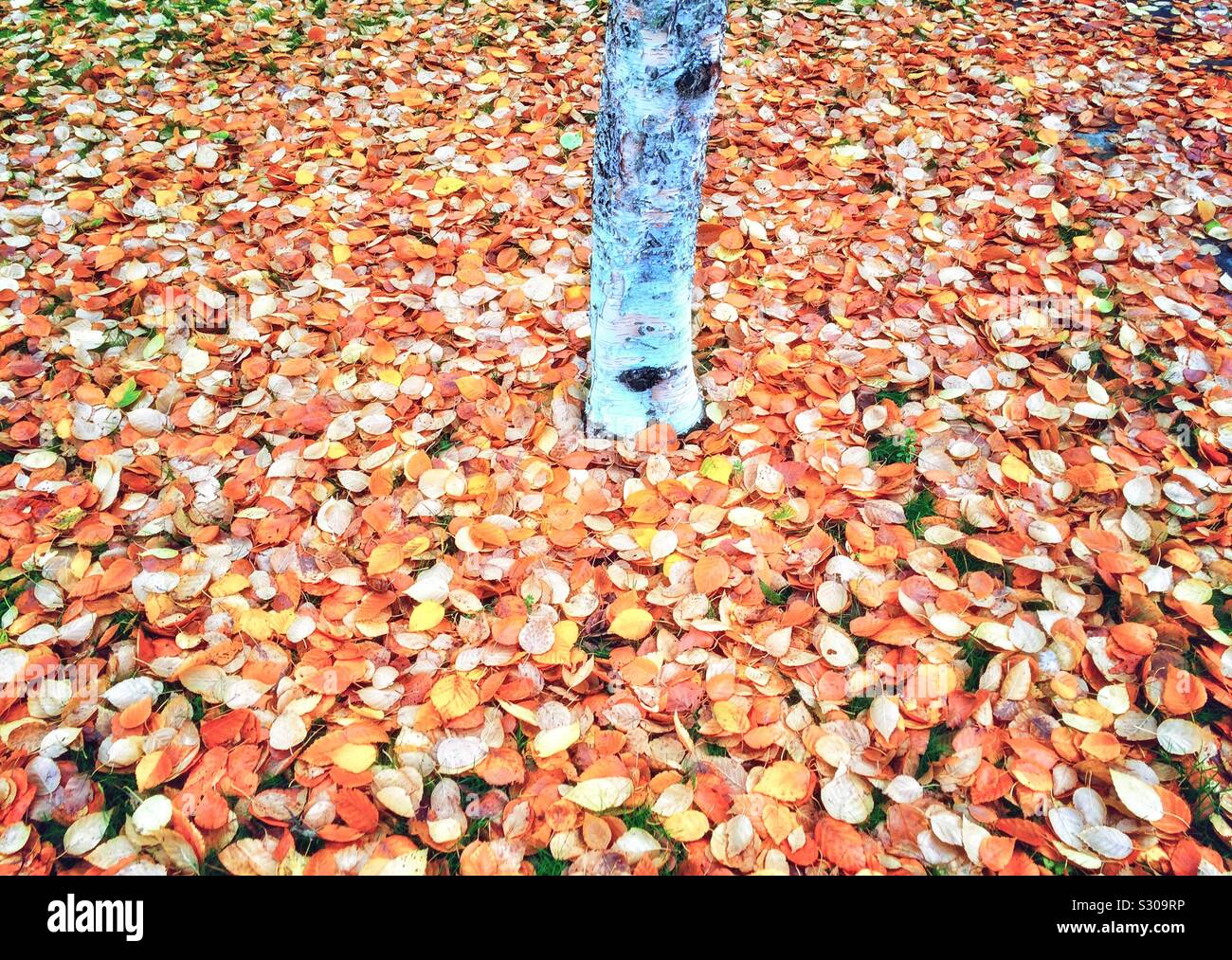 Autumn leaves creating a carpet under a silver birch tree Stock Photo ...
