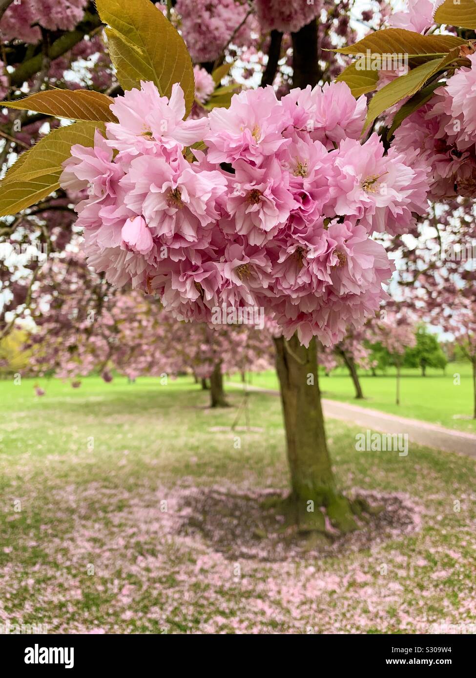 Cool blossom hi-res stock photography and images - Alamy