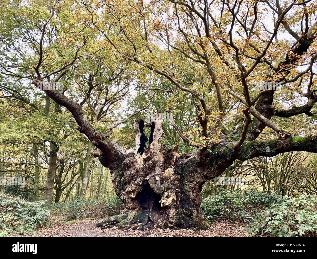 Knobbly tree hi-res stock photography and images - Alamy