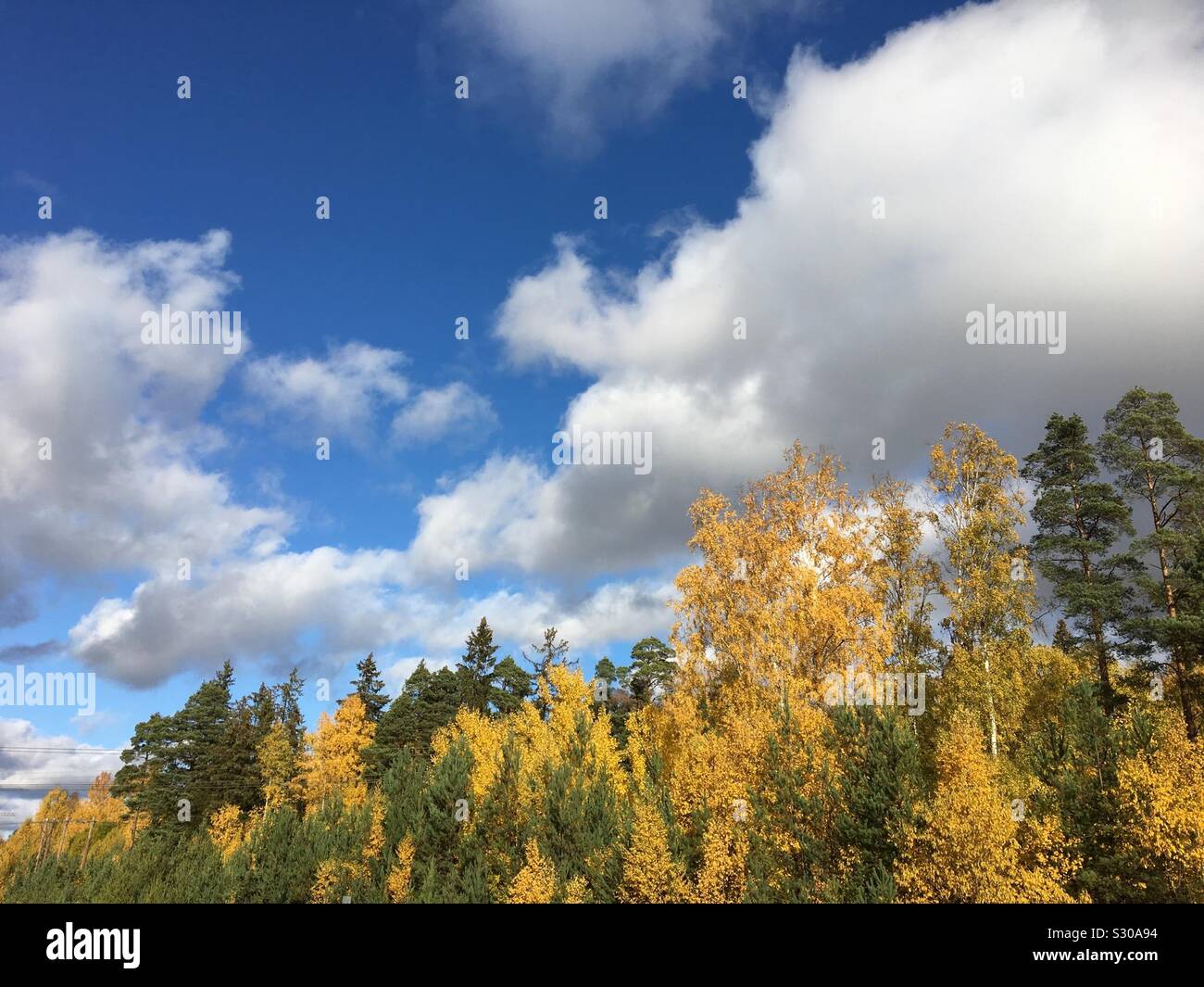 Autumn season colorful deciduous trees foliage and dramatic cloudy ...