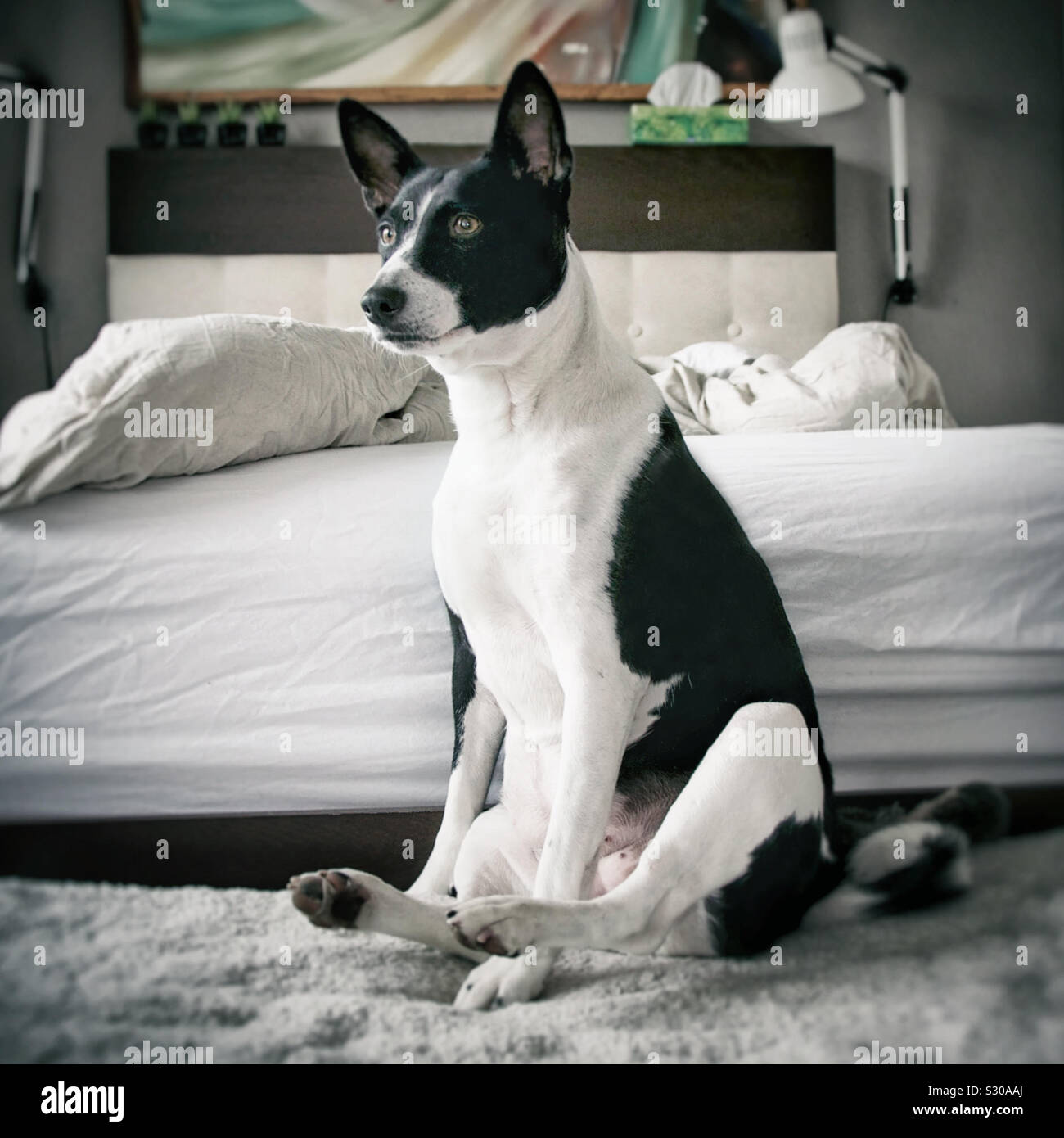 Pedigree Basenji High Resolution Stock Photography and Images - Alamy
