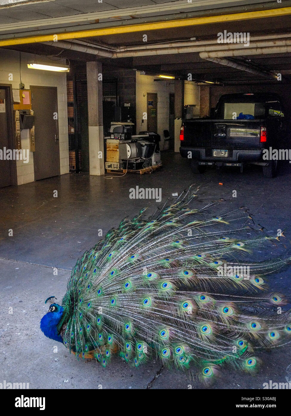 New york peacock hi-res stock photography and images - Alamy