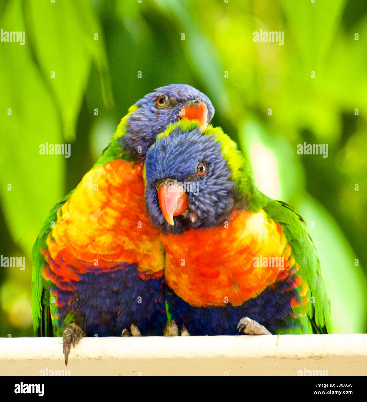 Australian Parrots High Resolution Stock Photography and Images - Alamy