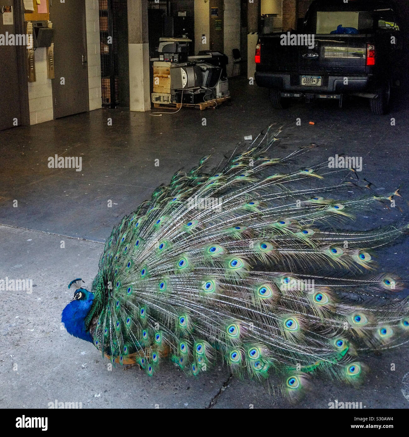 New York Peacock High Resolution Stock Photography and Images - Alamy