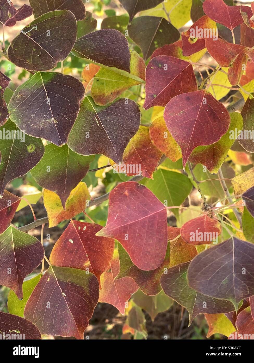 Colorful autumn leaves on a Chinese Tallow Tree Stock Photo - Alamy
