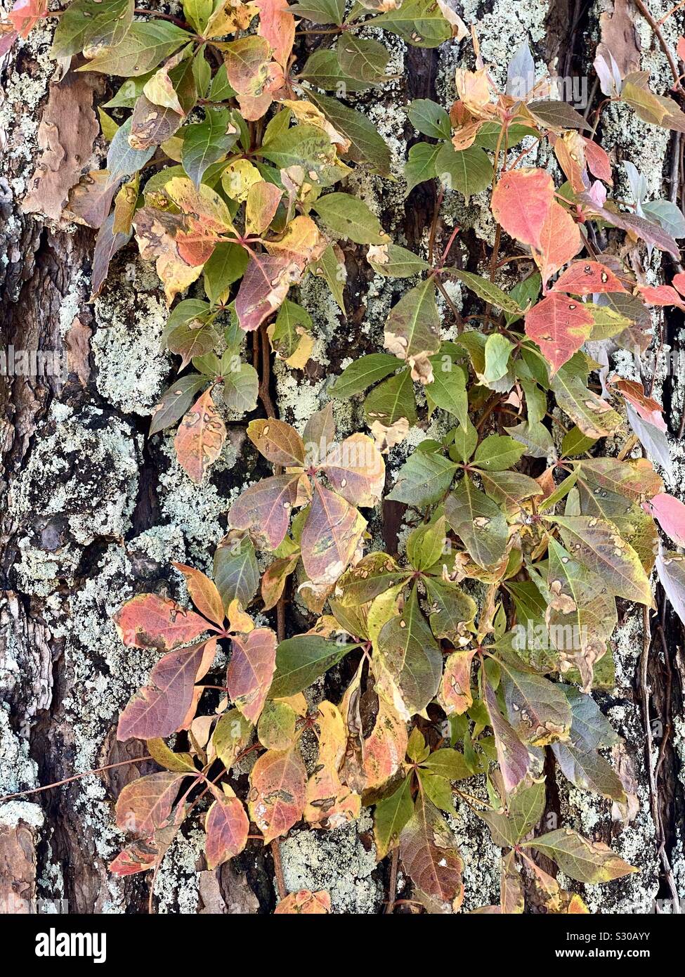 Autumn vine hi-res stock photography and images - Alamy