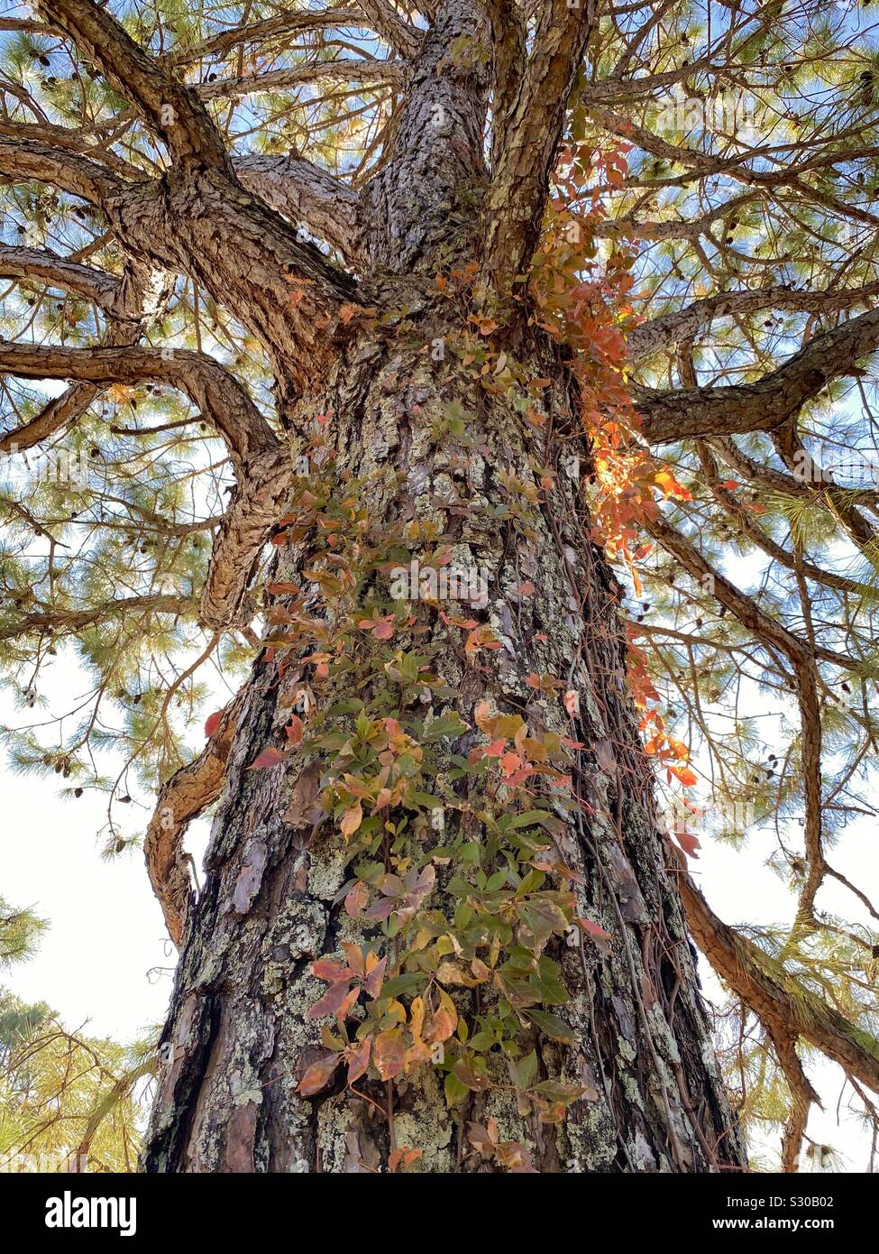 Large pine tree with autumn vine growing up the tree Stock Photo - Alamy