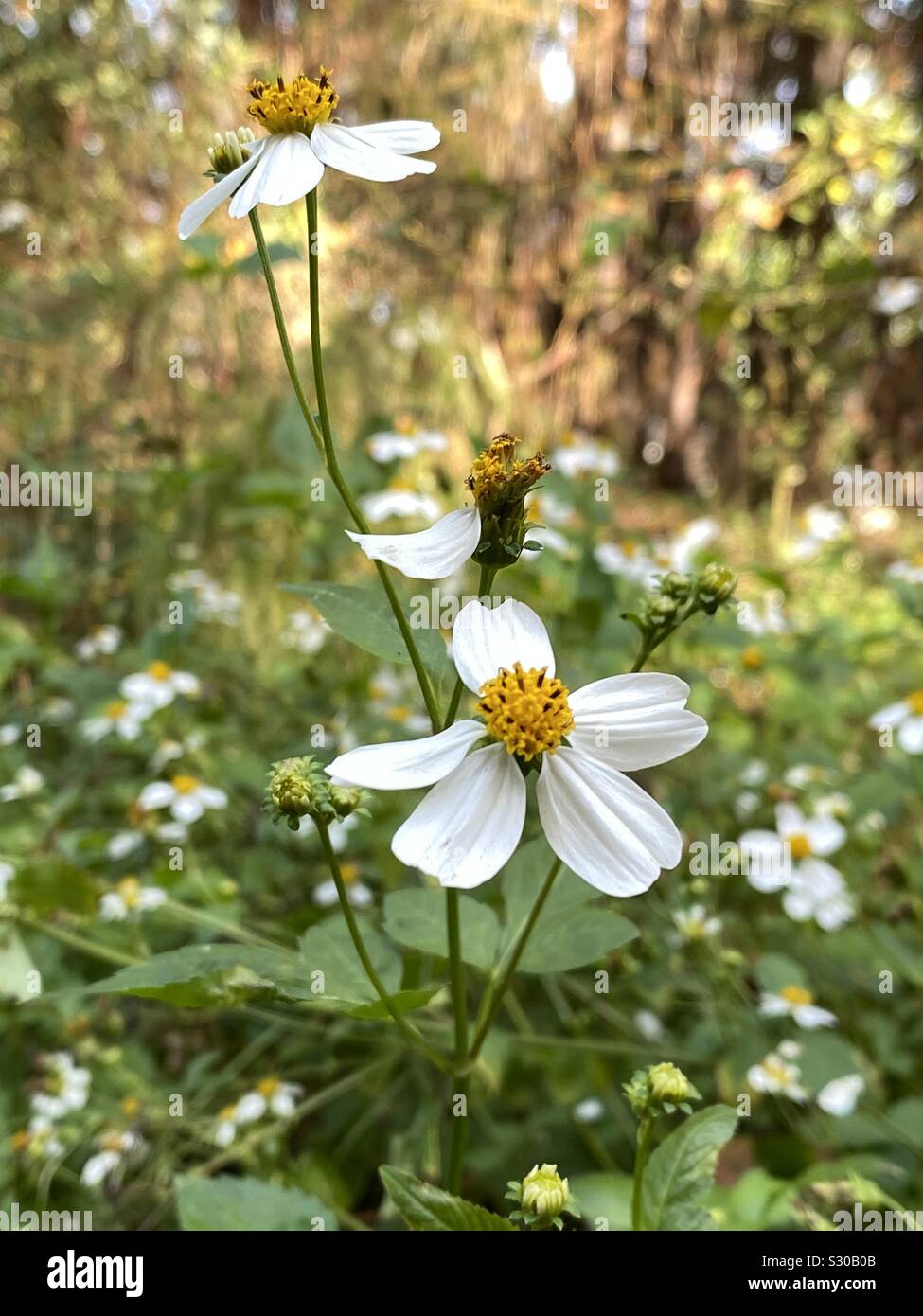 Daisy in forest hi-res stock photography and images - Alamy