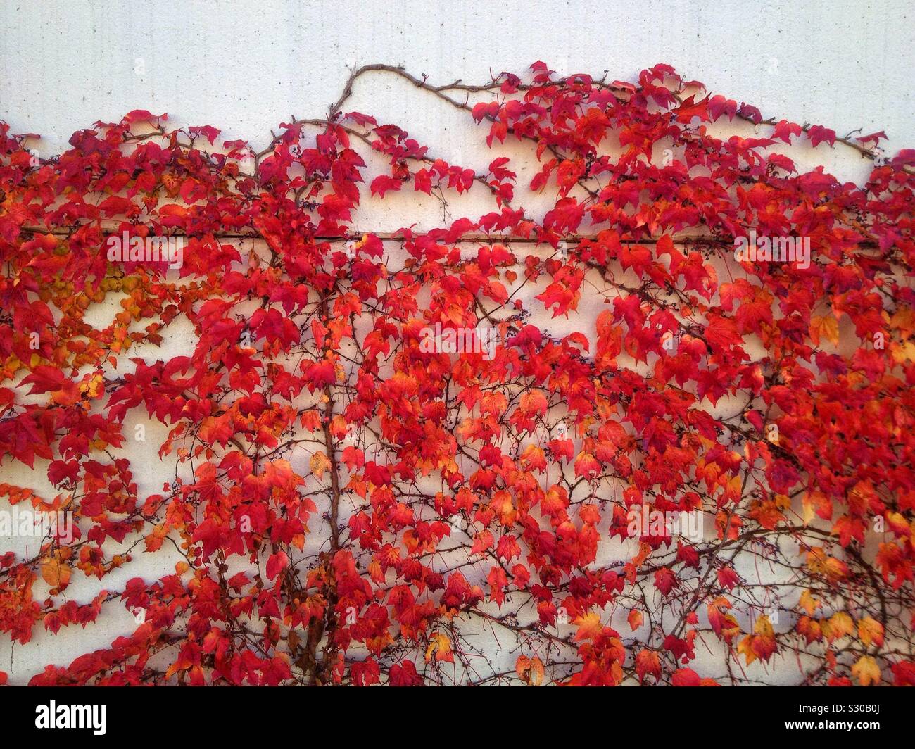 Creeper Vegetation High Resolution Stock Photography and Images - Alamy