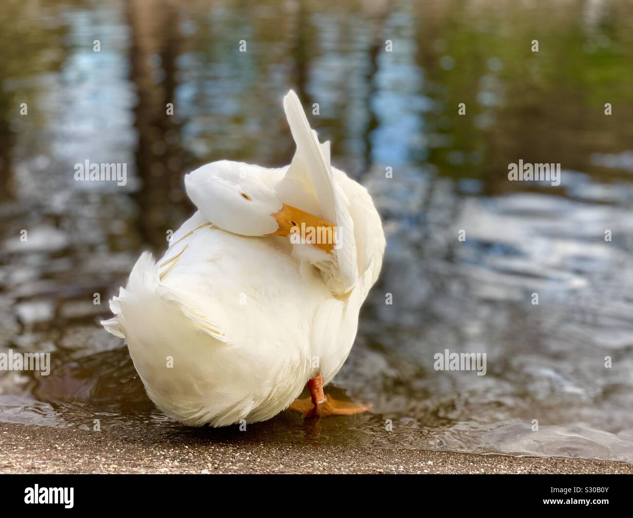 Cleaning wings hi-res stock photography and images - Alamy
