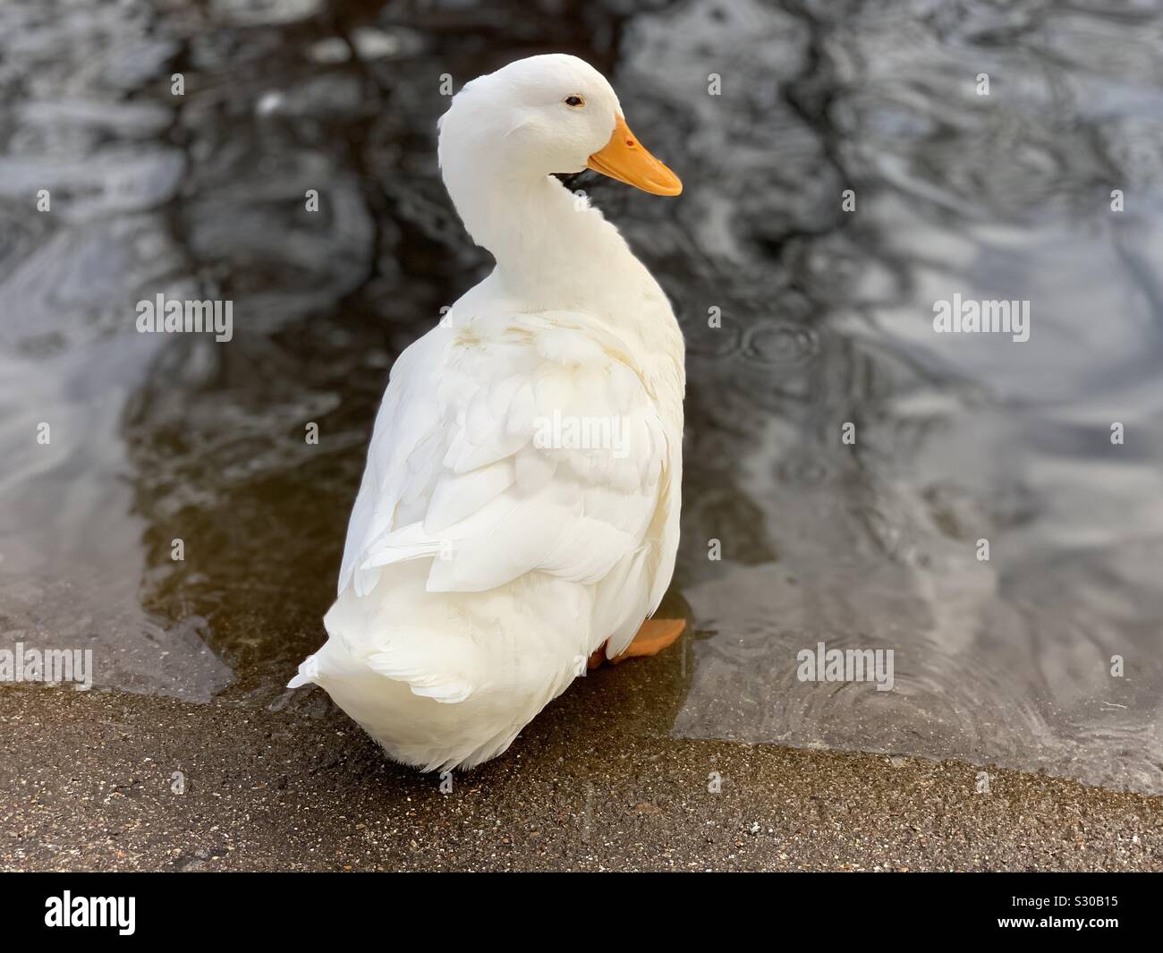 White ducky hi-res stock photography and images - Alamy