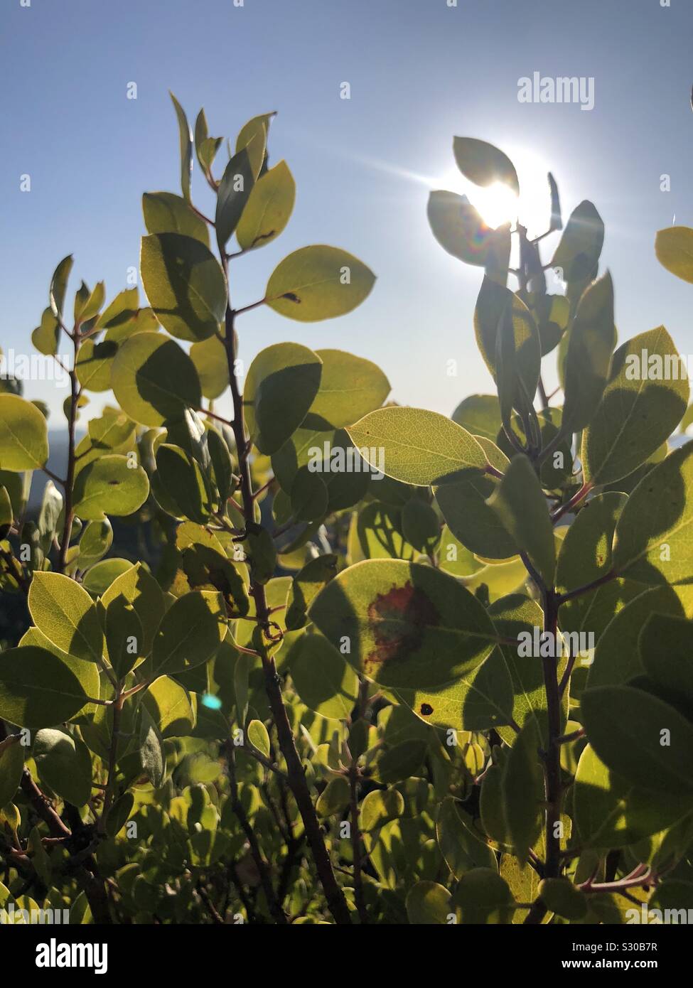 Sun light behind leaves Stock Photo - Alamy