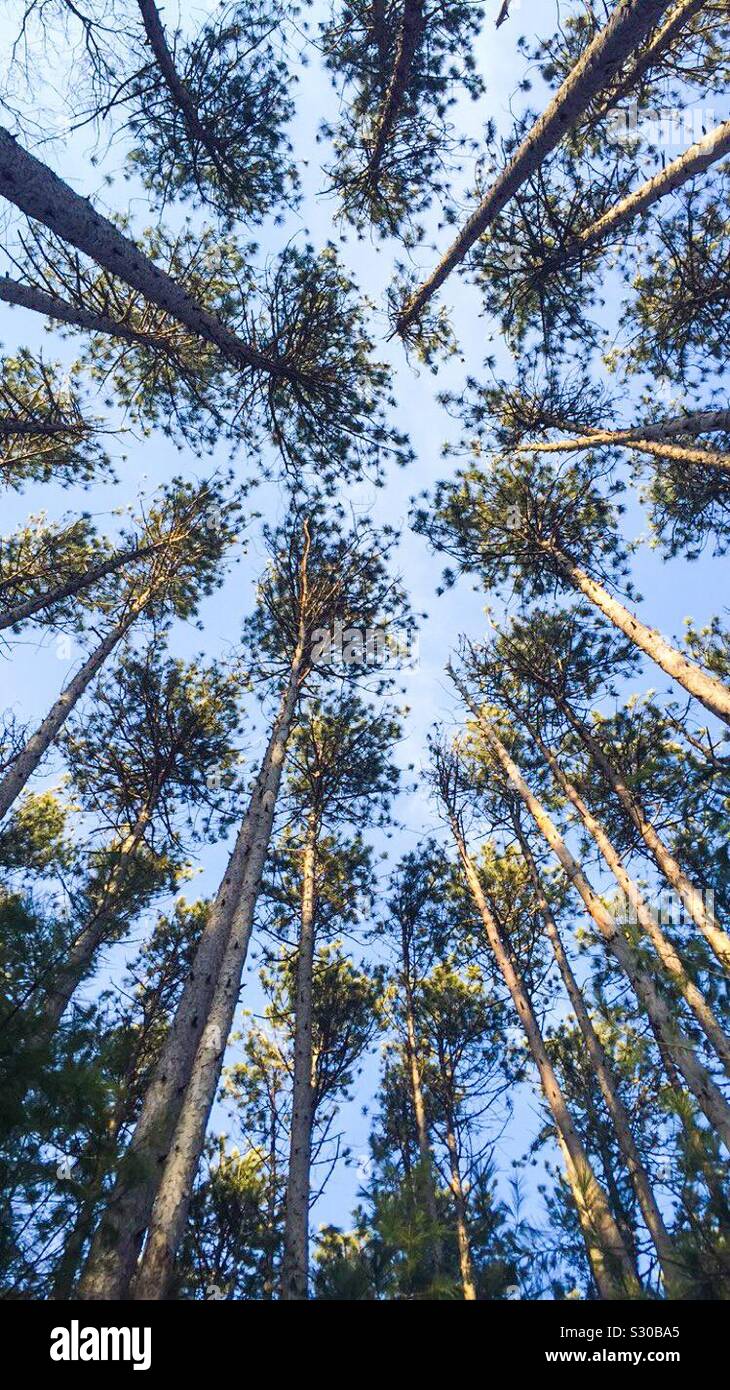 Trees from Below Stock Photo - Alamy