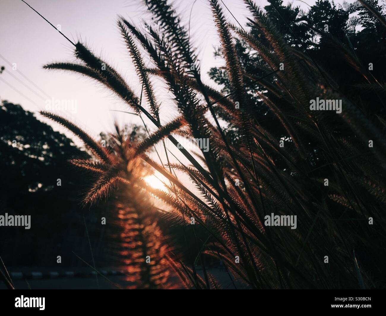 Sunlight through plants hi-res stock photography and images - Alamy