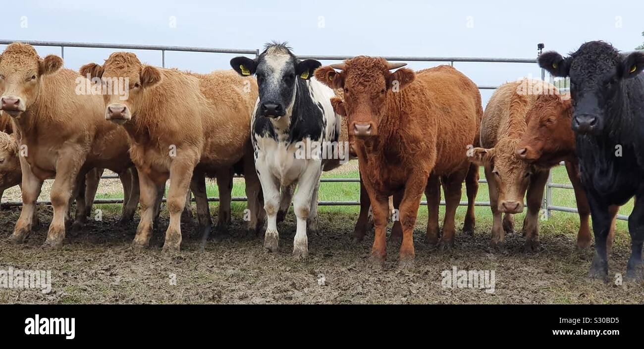 Happy cows: young cows looking directly at camera. Agricultural ...
