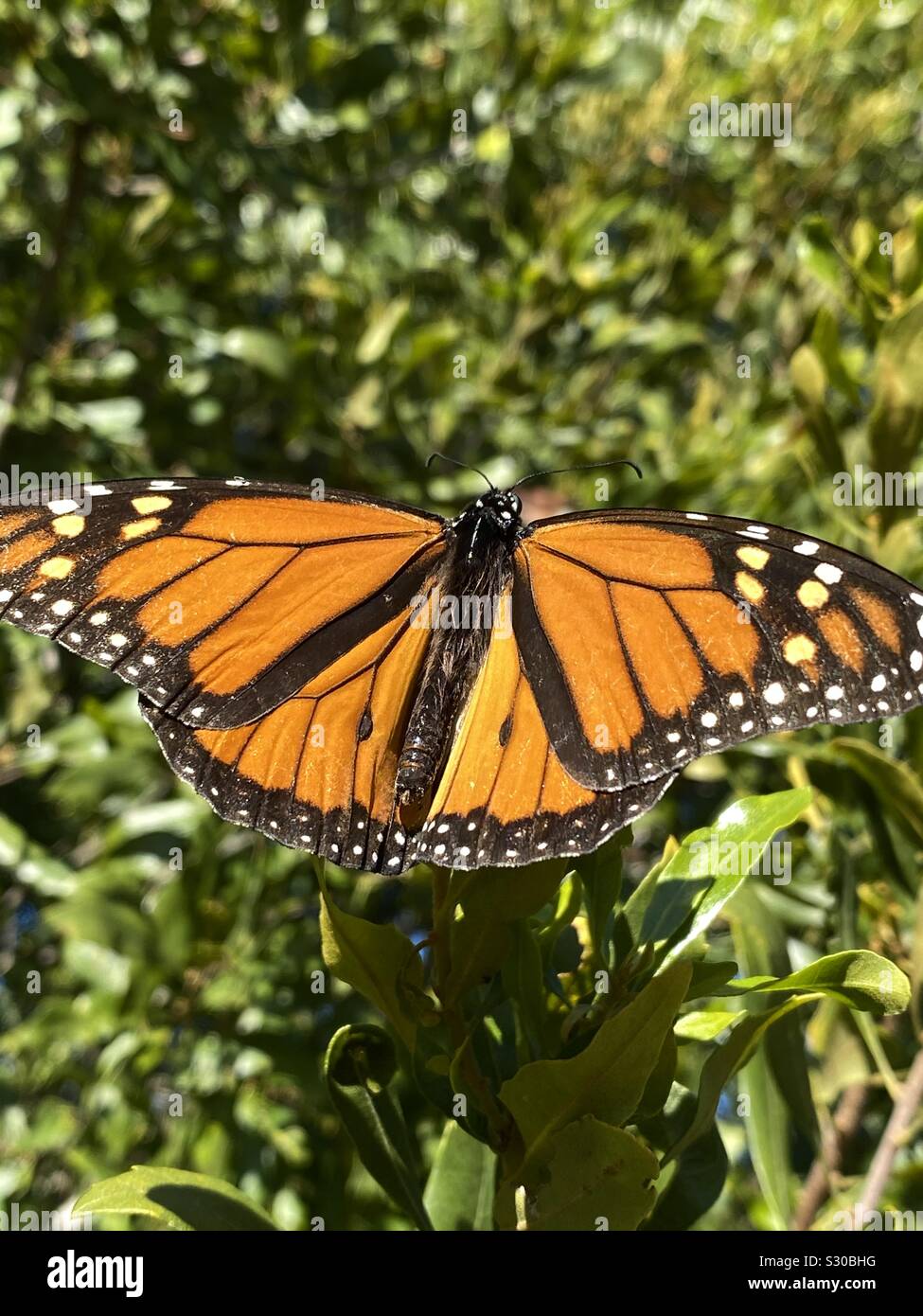 Monarch Butterfly Closeup High Resolution Stock Photography and Images ...