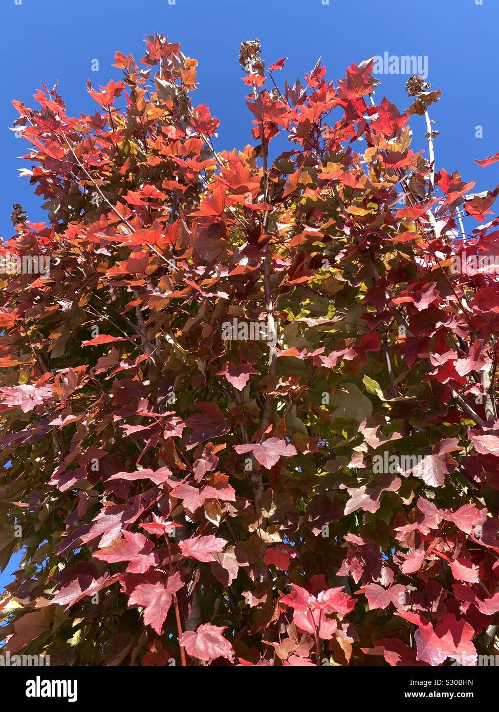 Autumn red Florida maple tree with deep blue skies Stock Photo - Alamy