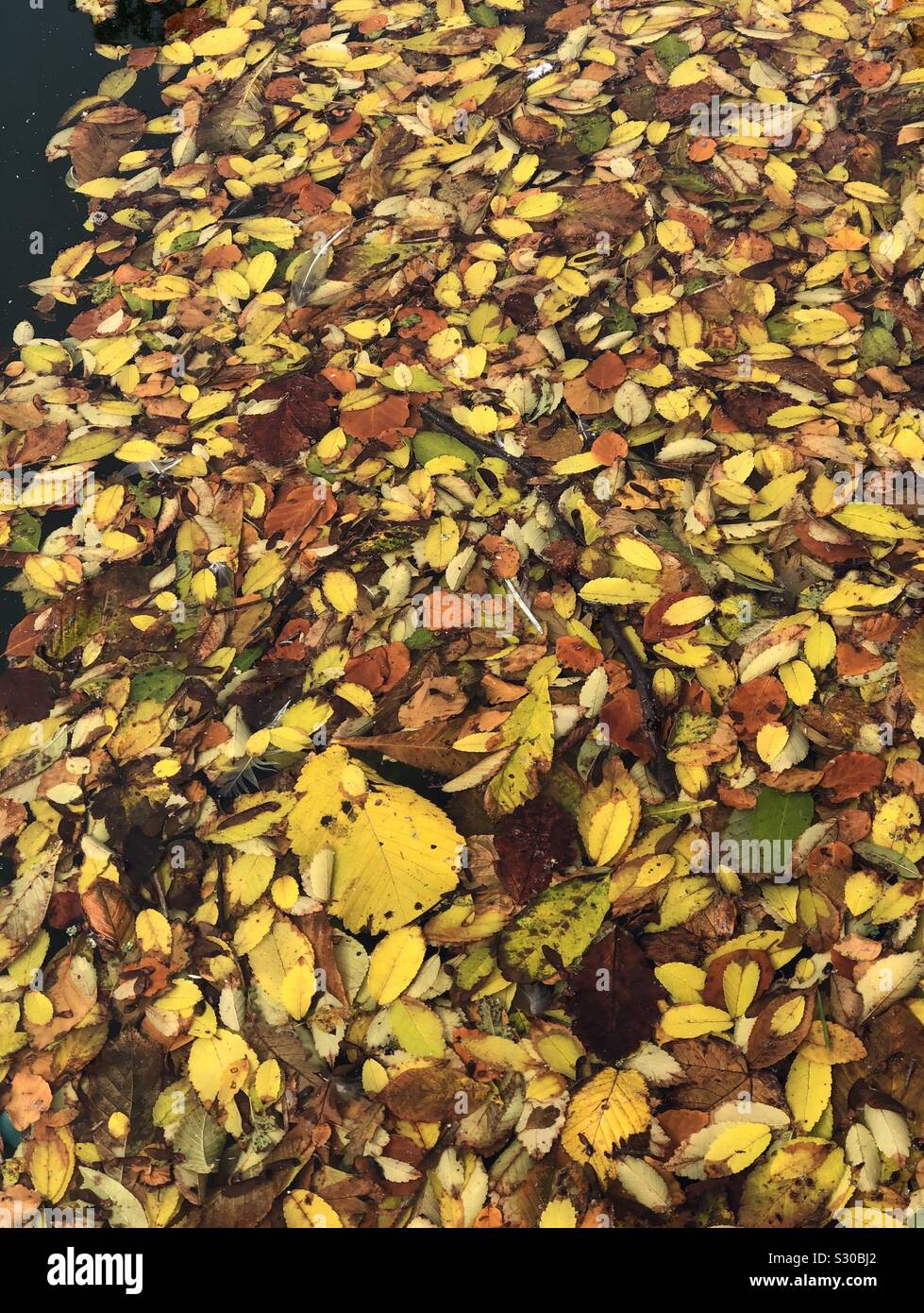 Autumn leaves floating on the surface of a lake Stock Photo - Alamy