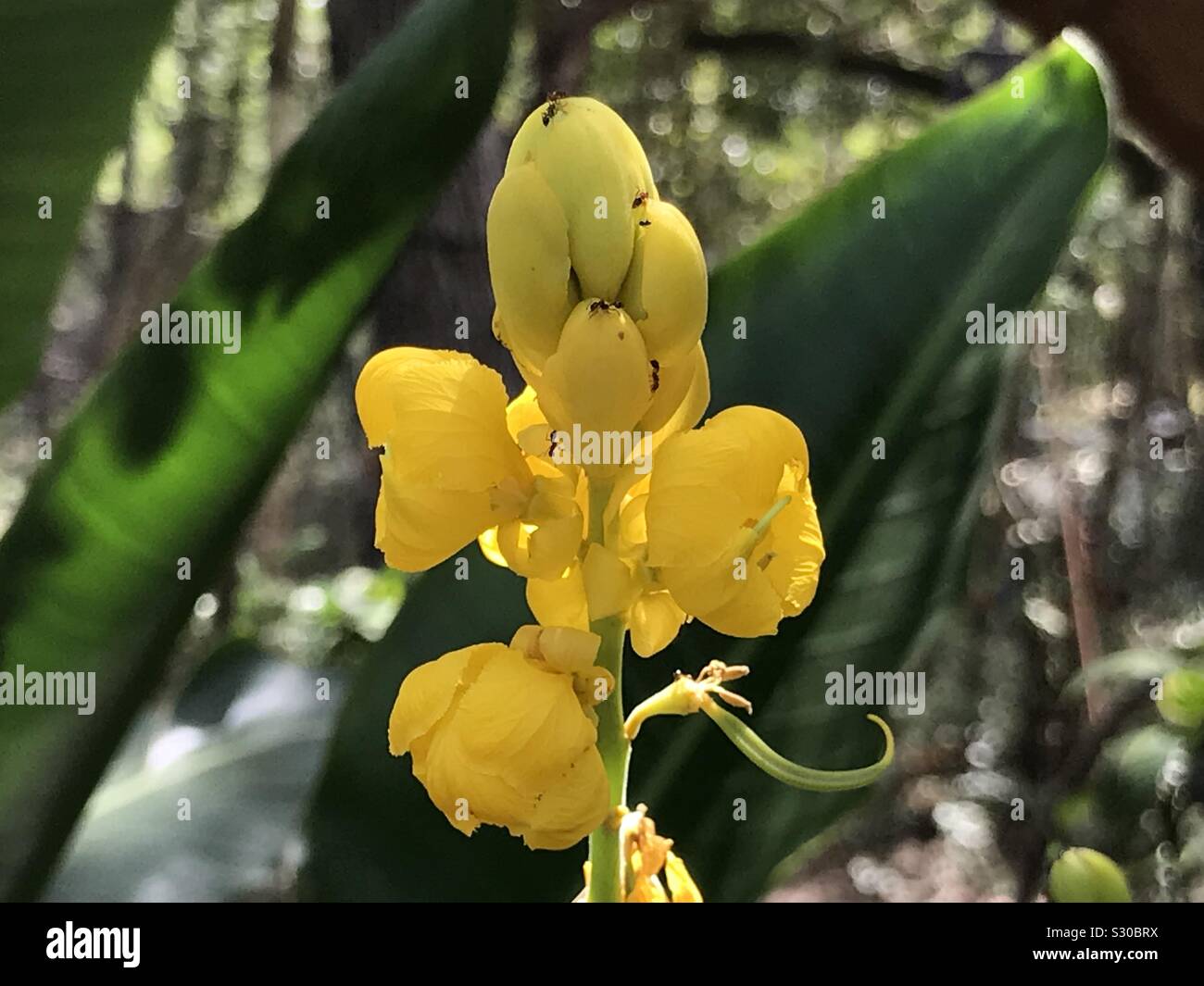 Candle plant hi-res stock photography and images - Alamy