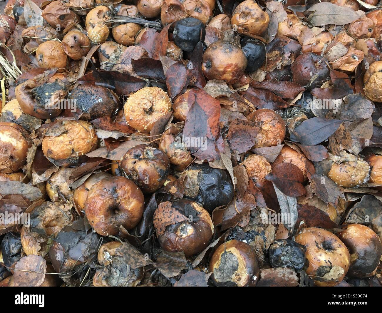 Composting Fruits High Resolution Stock Photography and Images - Alamy