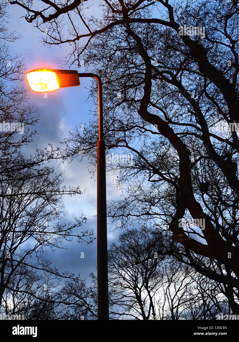 Street light trees branch hi-res stock photography and images - Alamy