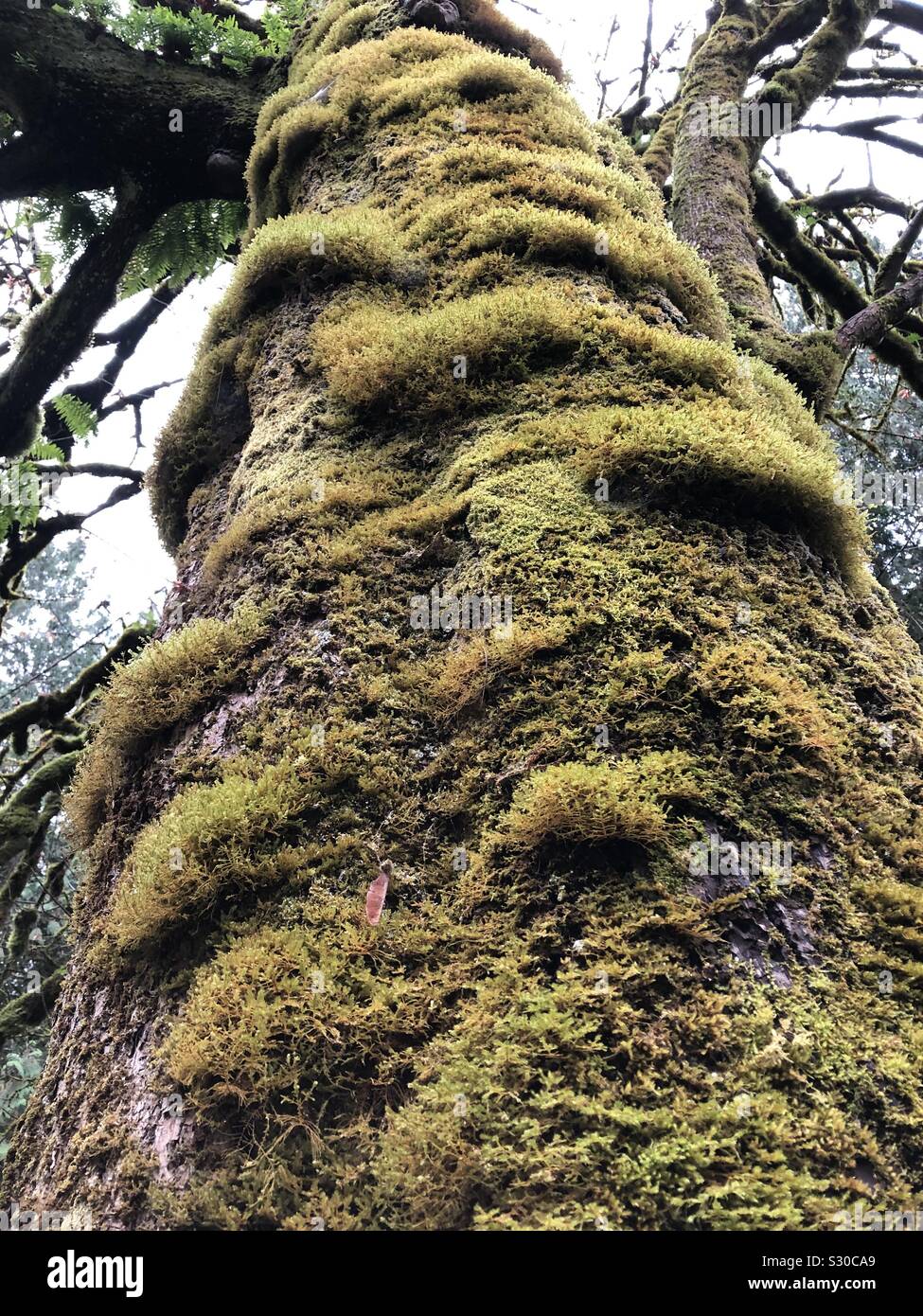 Large mossy tree branches hi-res stock photography and images - Alamy