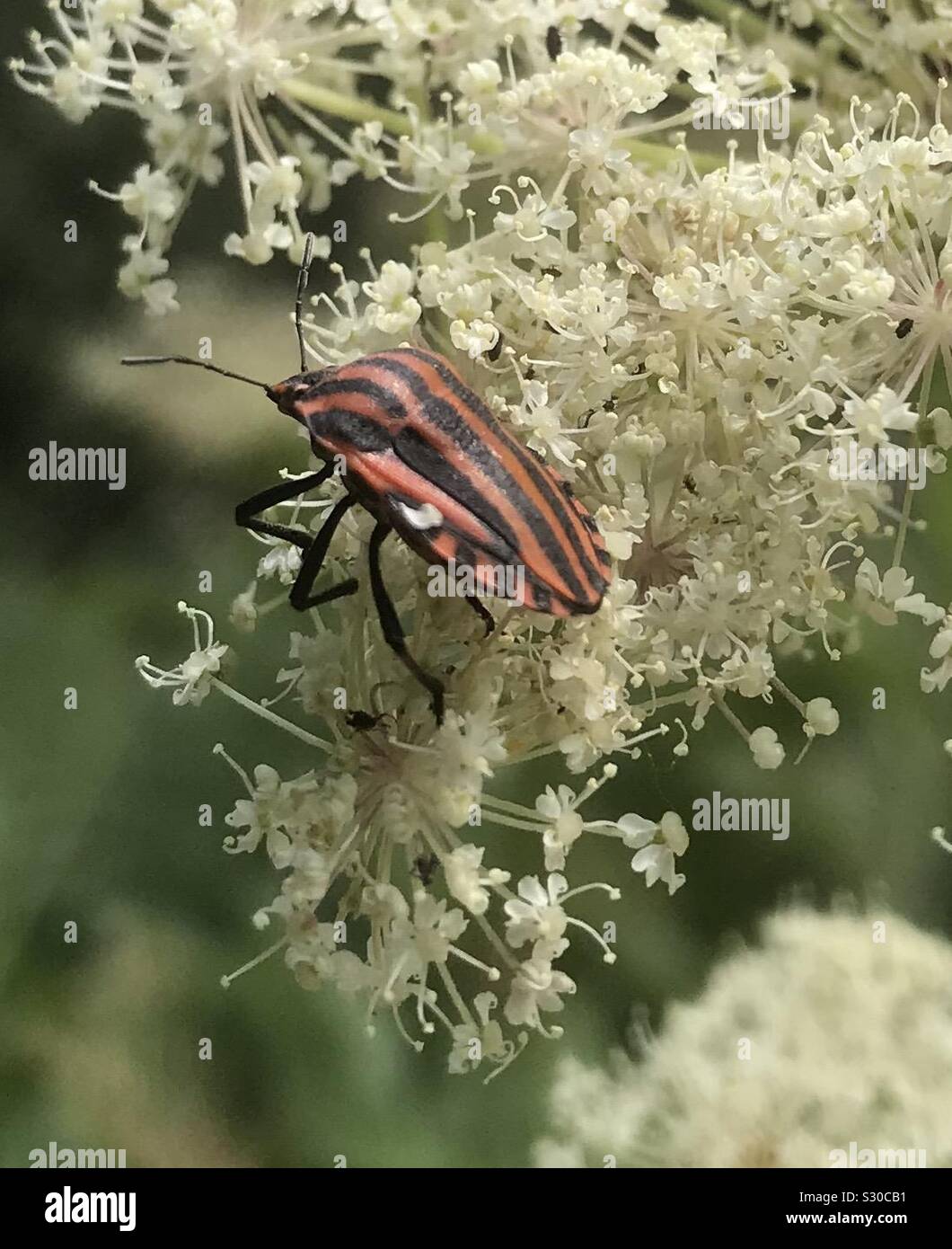Red striped insect hi-res stock photography and images - Alamy