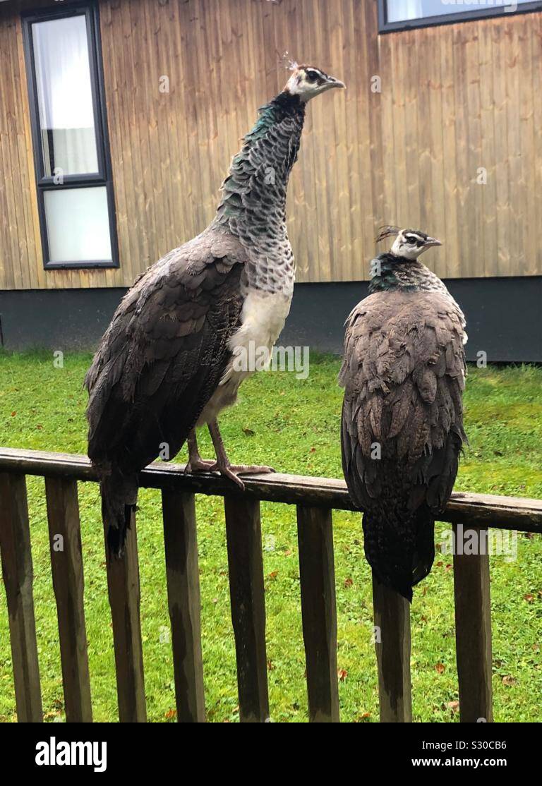 Peahens hi-res stock photography and images - Alamy