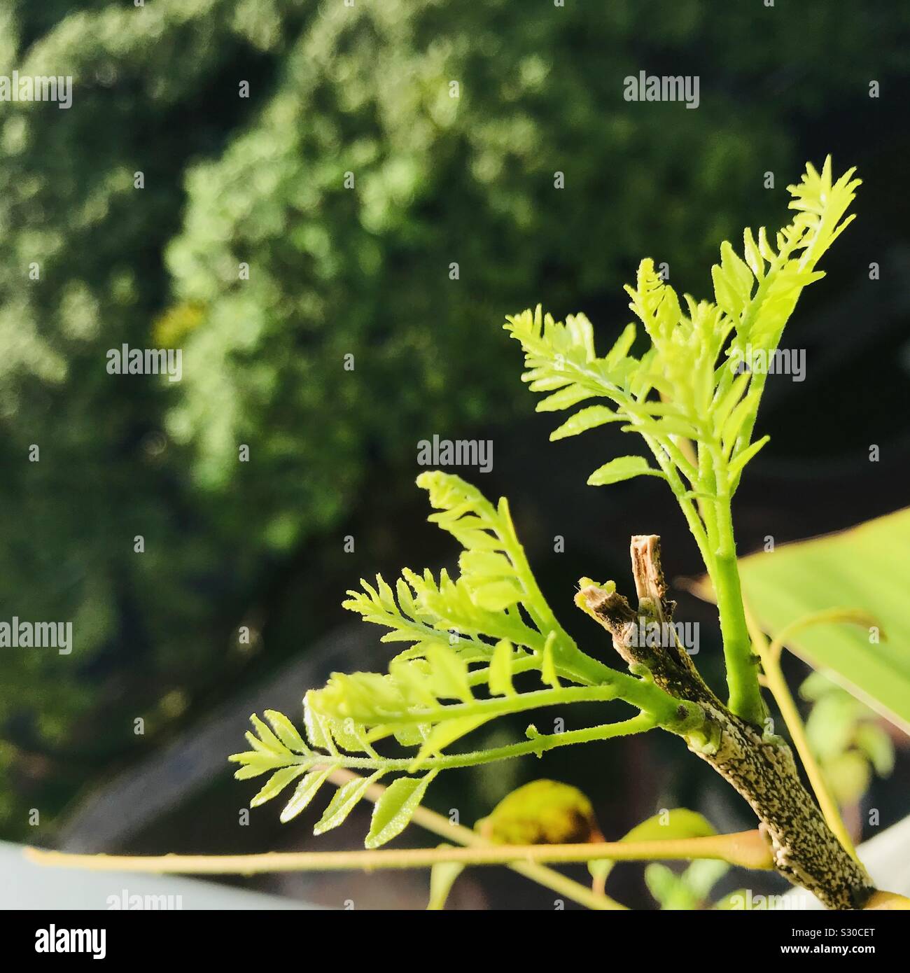 Murraya Koenigii Stock Photos & Murraya Koenigii Stock Images - Alamy
