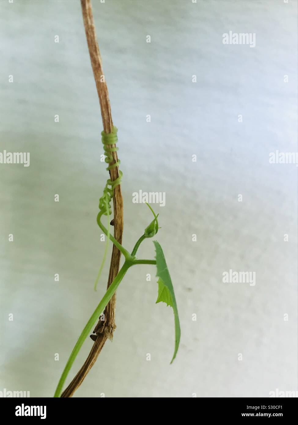 Climbing Stem Examples