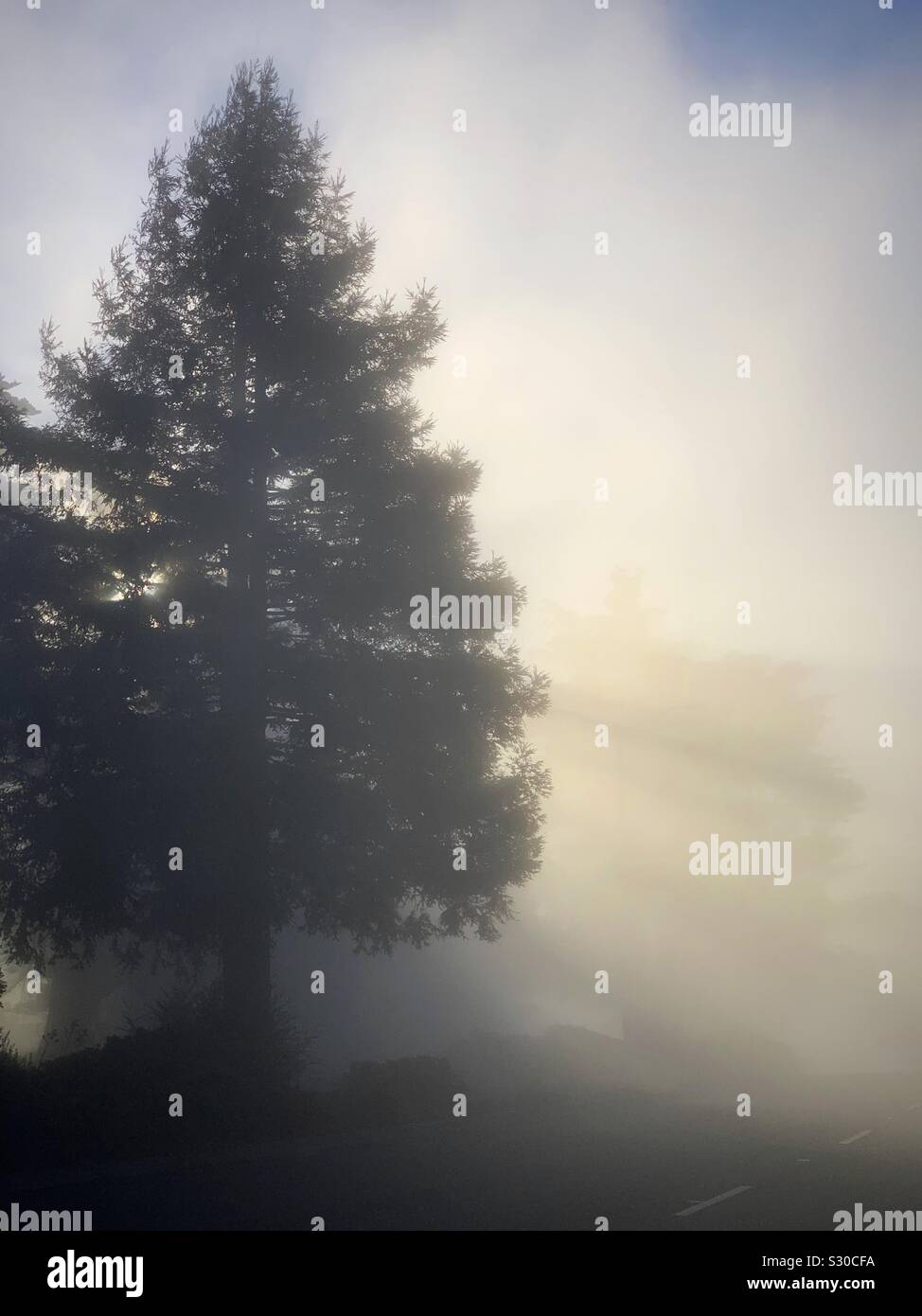 The pine trees by the freeway in heavy fog with the God’s light Stock ...