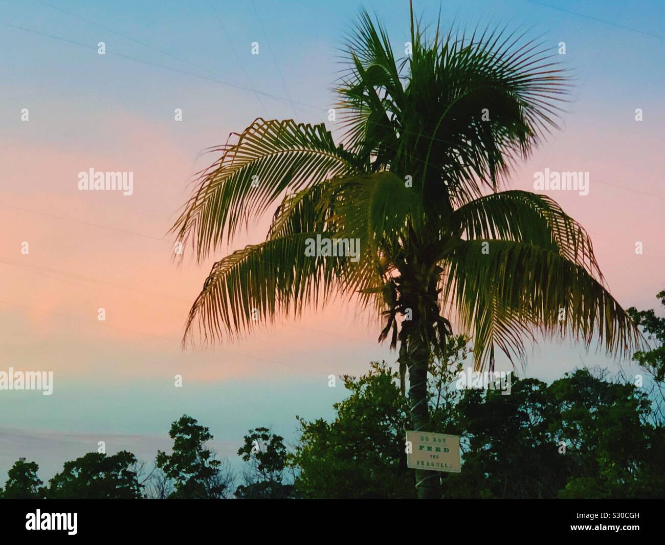 Palm tree pastel hi-res stock photography and images - Alamy