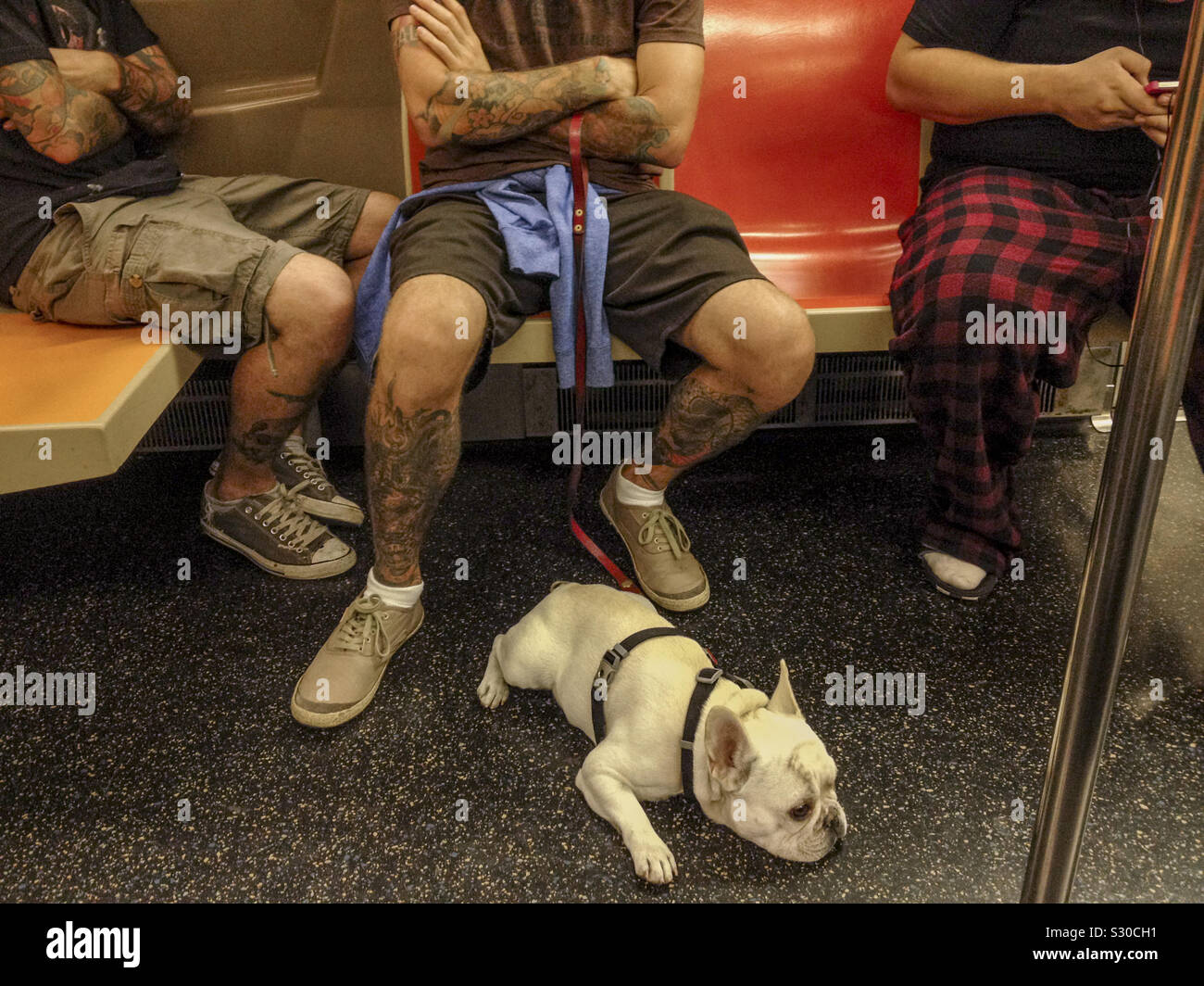 Bulldog tattoo hi-res stock photography and images - Alamy