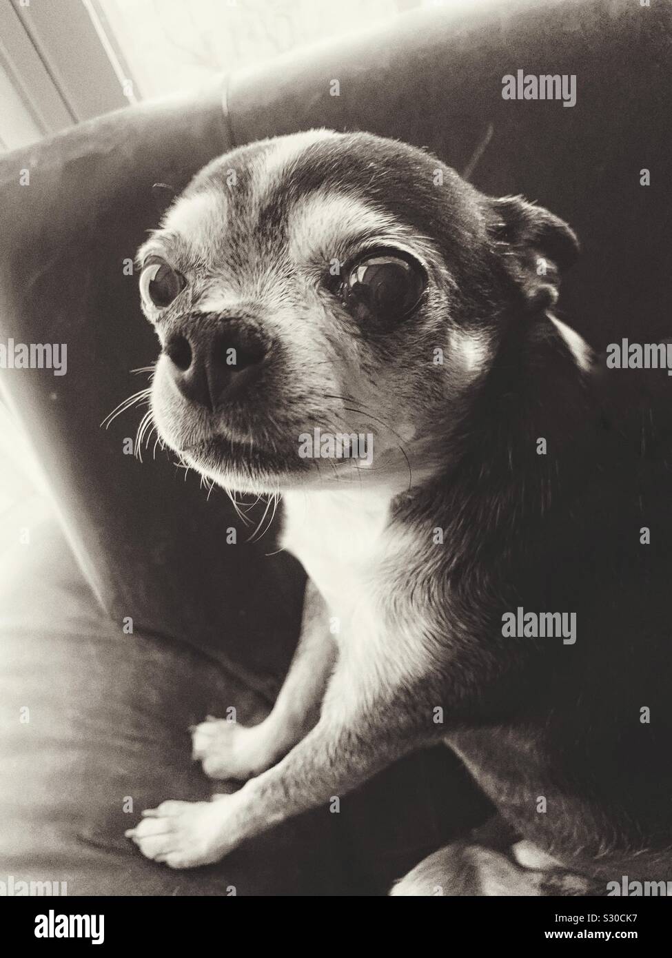 Super cute and old, graying chihuahua mini dog with an eager “Love me ...