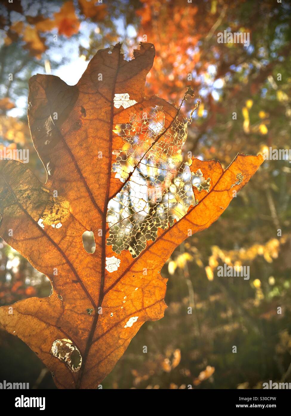 A crisp fall leaf in the afternoon sun Stock Photo - Alamy