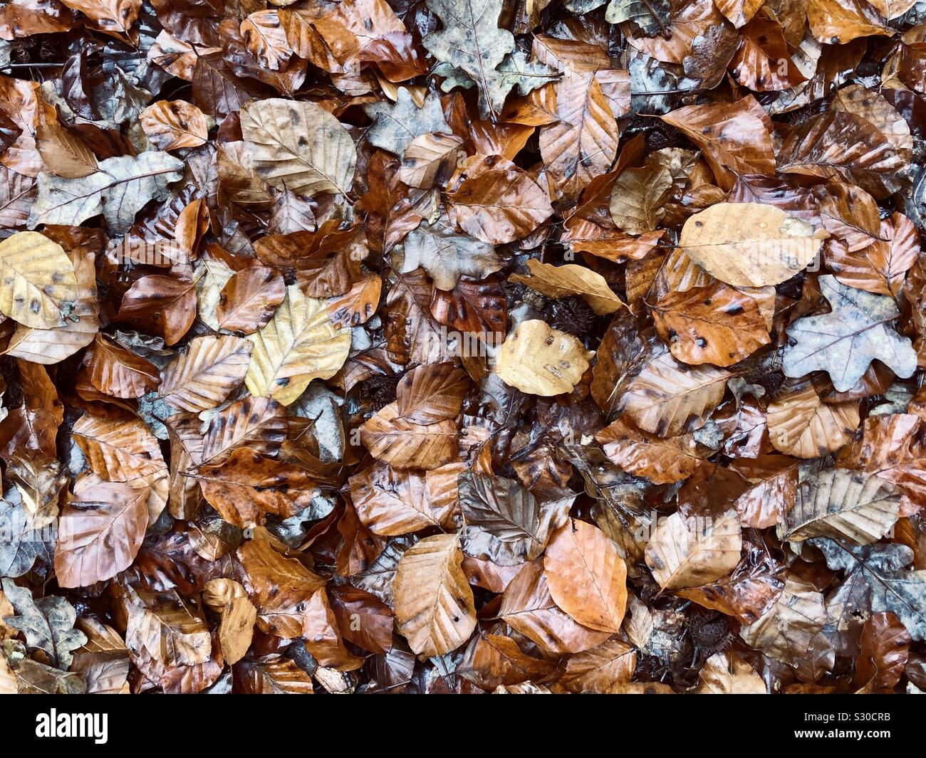 Soggy leaves hi-res stock photography and images - Alamy
