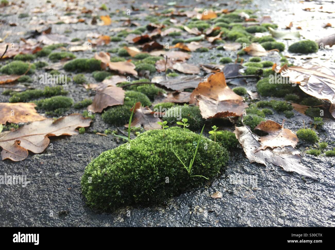 Mounds of moss hi-res stock photography and images - Alamy
