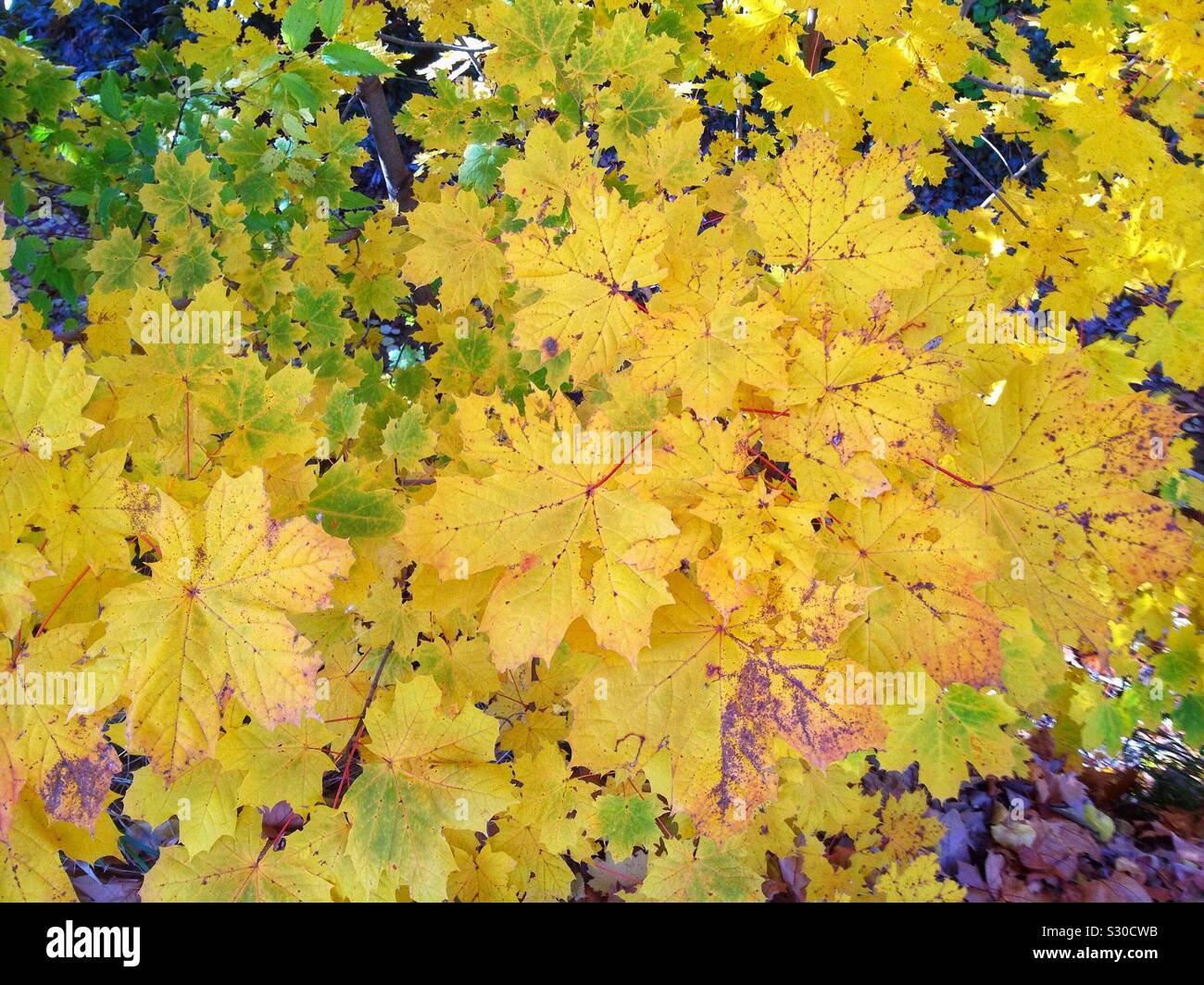 Plane tree in Autumn Stock Photo - Alamy