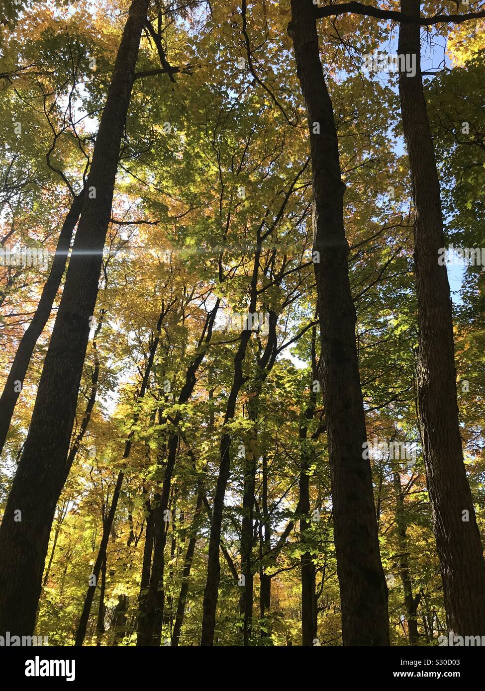 Under tree canopy hi-res stock photography and images - Alamy