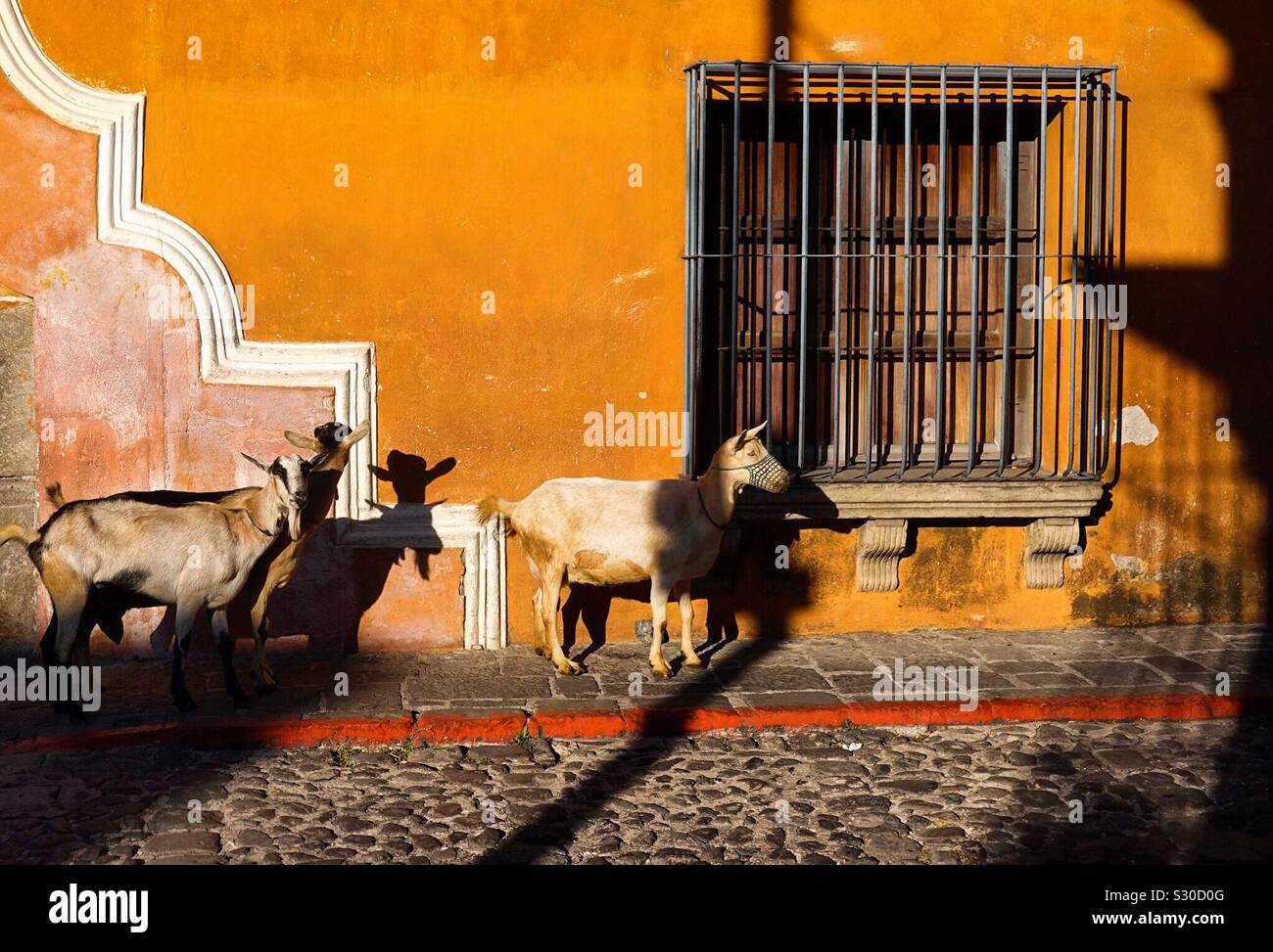 Antigua goats hi-res stock photography and images - Alamy