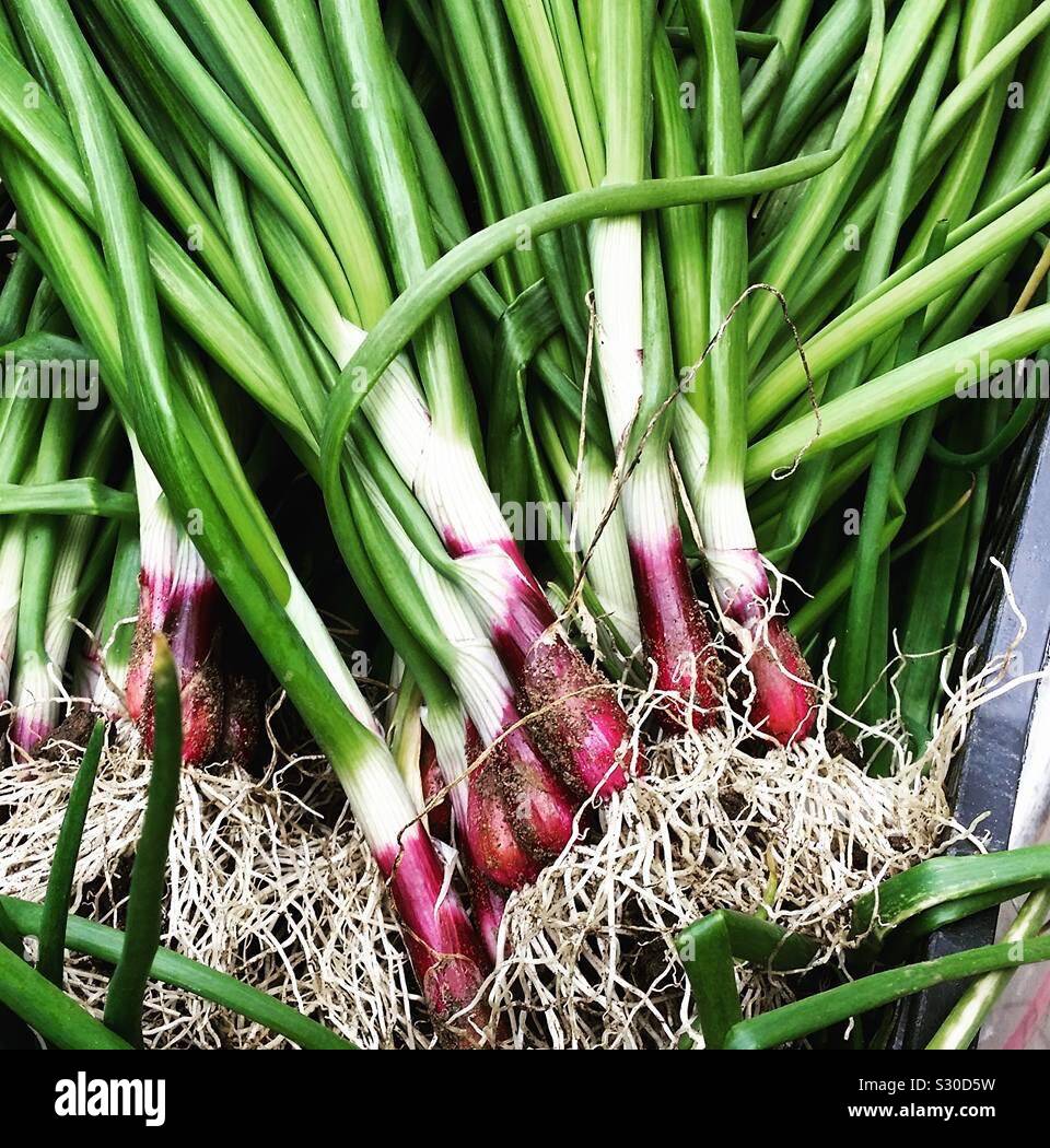 Spring onions: Organic seasonal produce. Plant with root system Stock ...