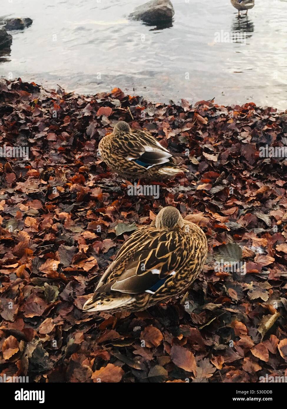 Two sleeping ducks Stock Photo - Alamy
