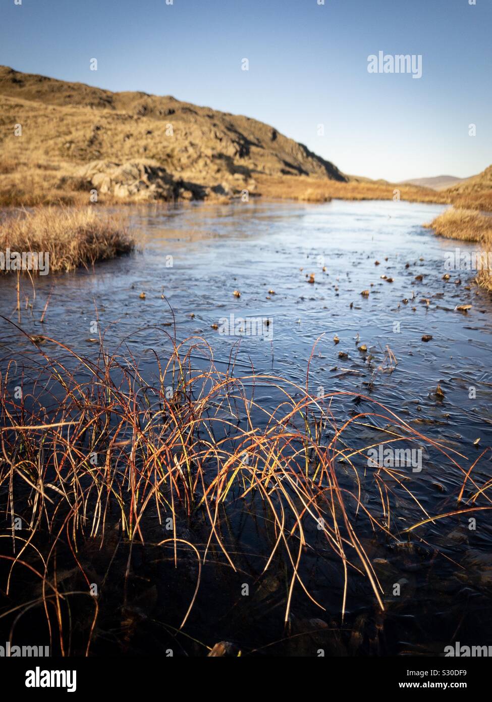 Reeds on a frozen tarn, Blea Rigg, Lake District Stock Photo - Alamy