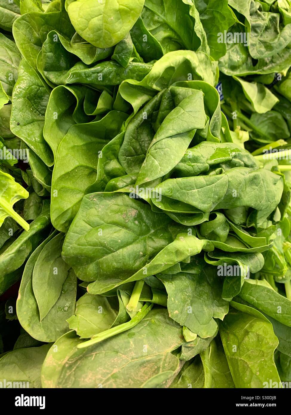 Spinach spinacia oleracea hi-res stock photography and images - Alamy