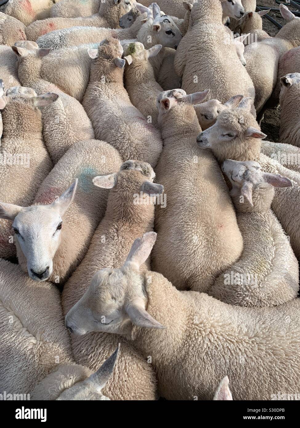 Gridlocked hi-res stock photography and images - Alamy