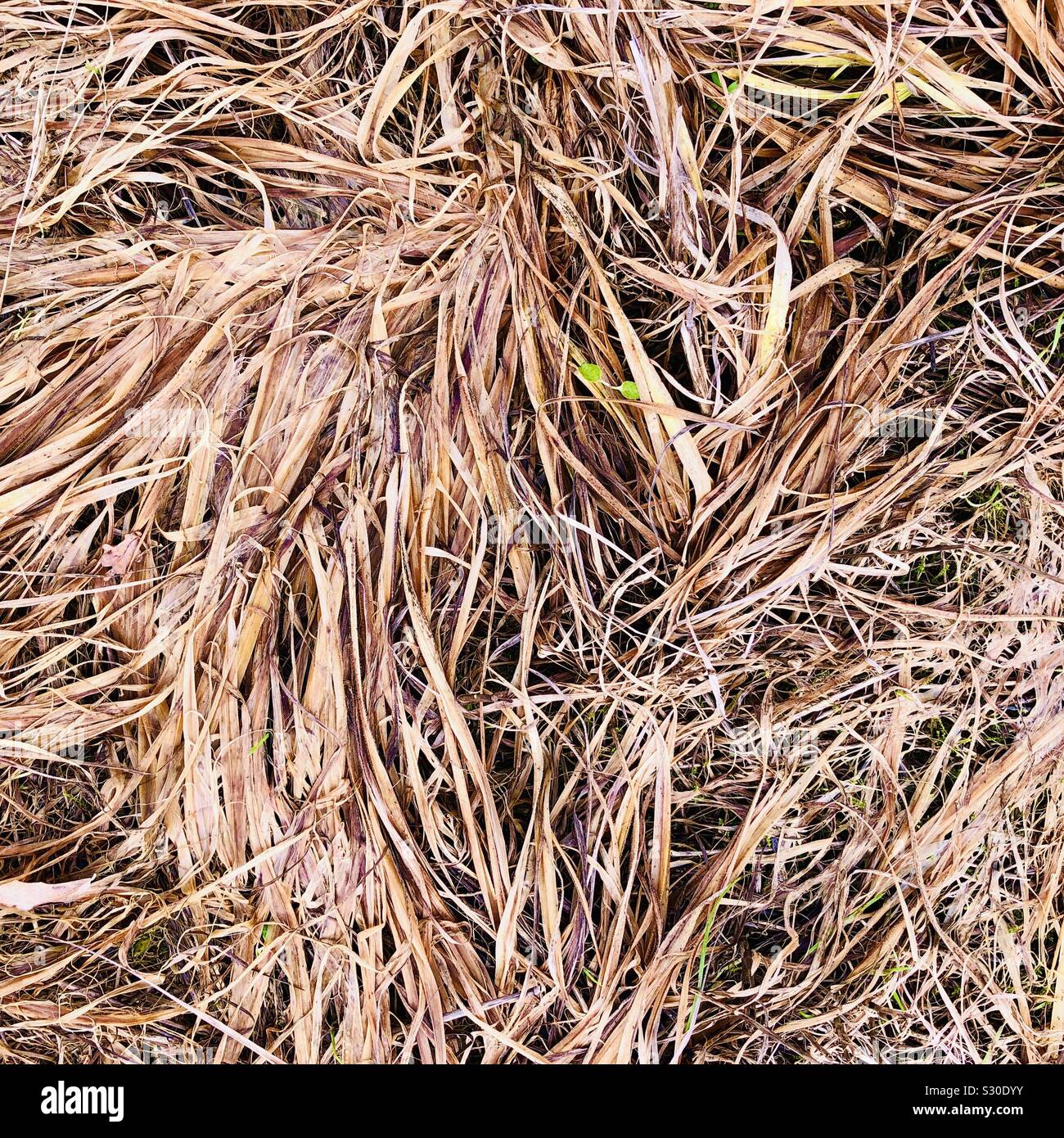 Dry grass at roadside Stock Photo - Alamy