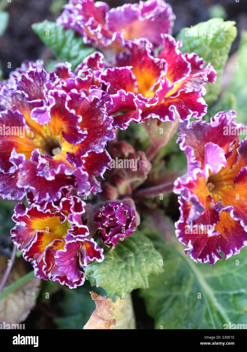 Primrose in bloom hi-res stock photography and images - Alamy