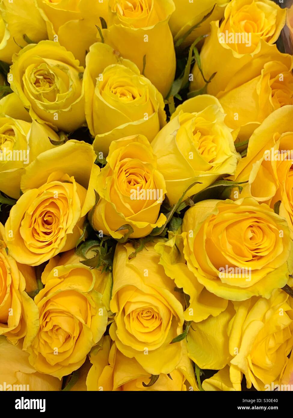 Beautiful fresh yellow roses in full bloom Stock Photo - Alamy